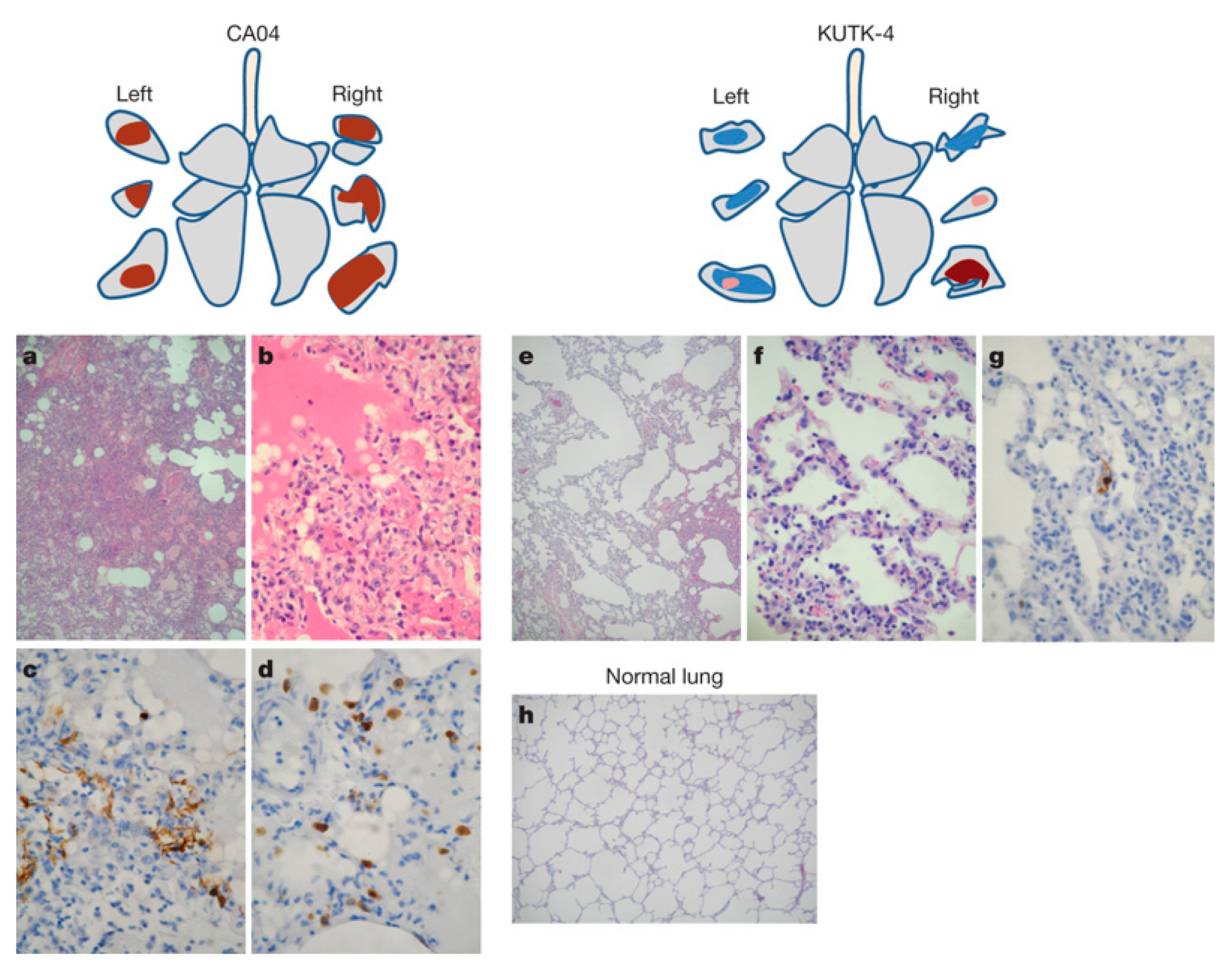Animal Models for Swine Influenza Virus Research: Pathology, Viral ...