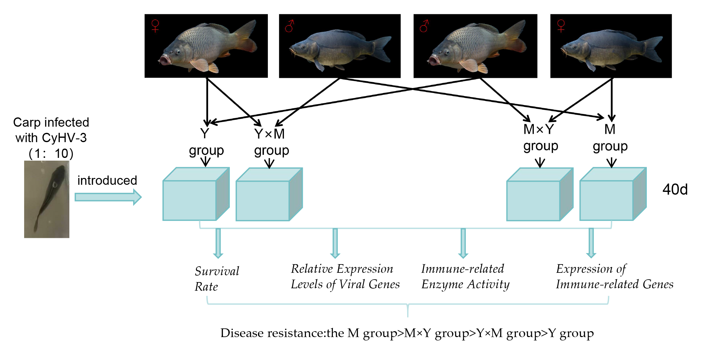 Differences in Susceptibility to Cyprinid Herpesvirus 3 (CyHV-3 ...