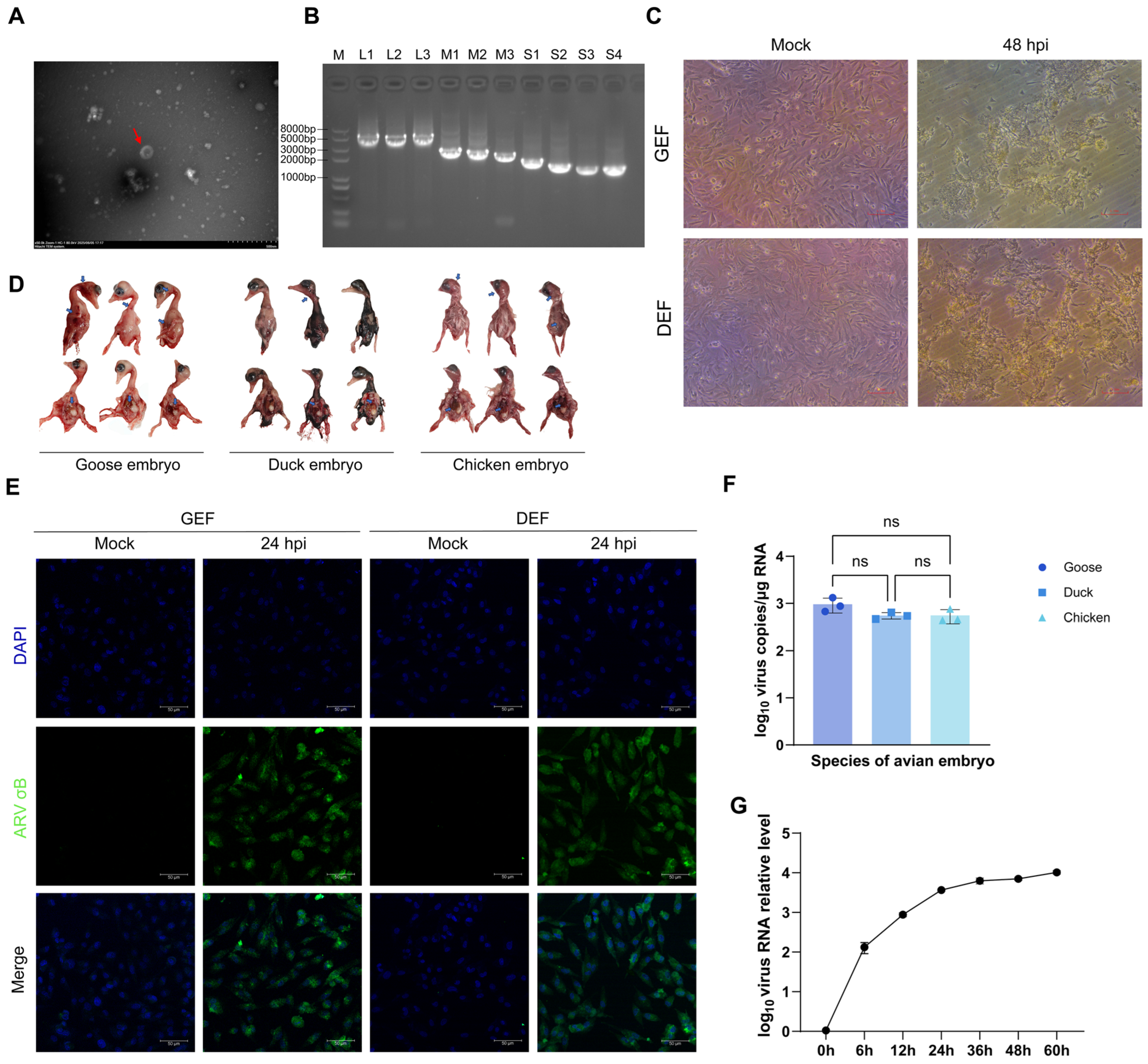 Characterization of a Goose-Origin Avian Orthoreovirus with Interferon ...