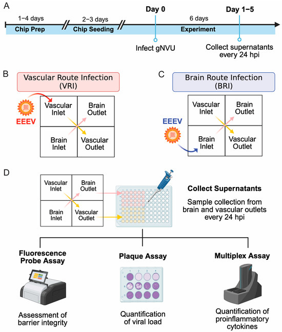 Application of a Blood–Brain Barrier Organ-on-a-Chip Model for ...