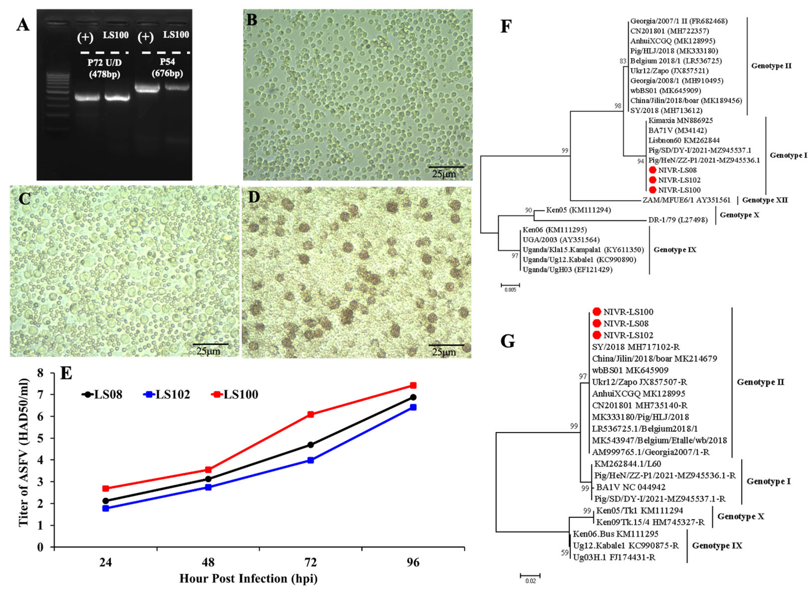 Evaluation of Pathogenetic and Immunological Parameters of the Genotype ...