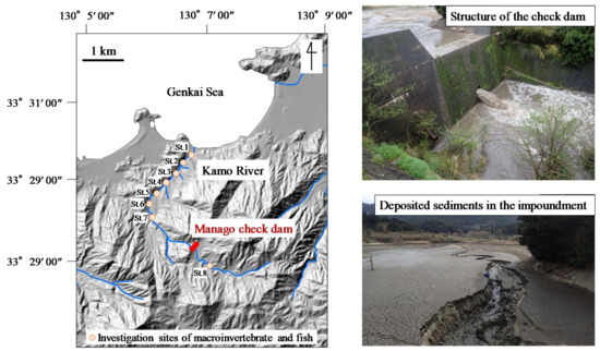 Effects of Sediment Released from a Check Dam on Sediment Deposits and ...