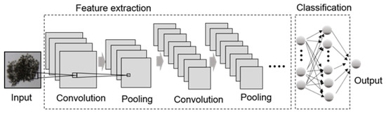 Water | Free Full-Text | Algal Morphological Identification in ...