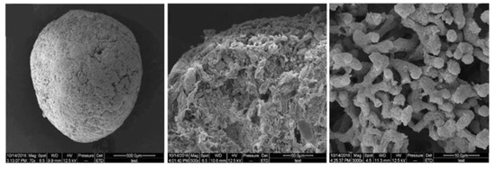 Structural Characteristics of Aerobic Granular Sludge and Factors That ...