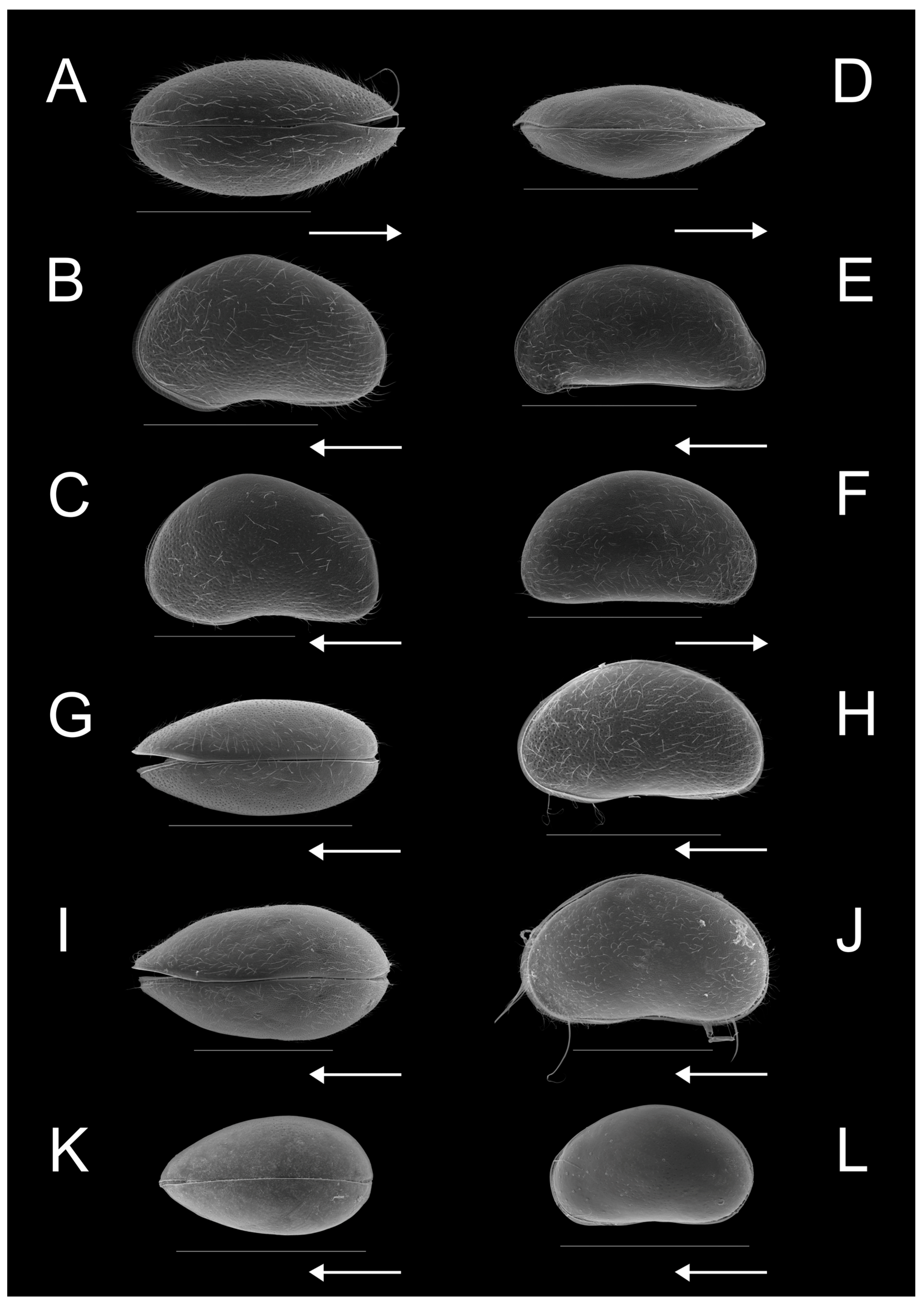 Integrating Spatial, Bioclimatic, and Biotic Predictors of Ostracod ...