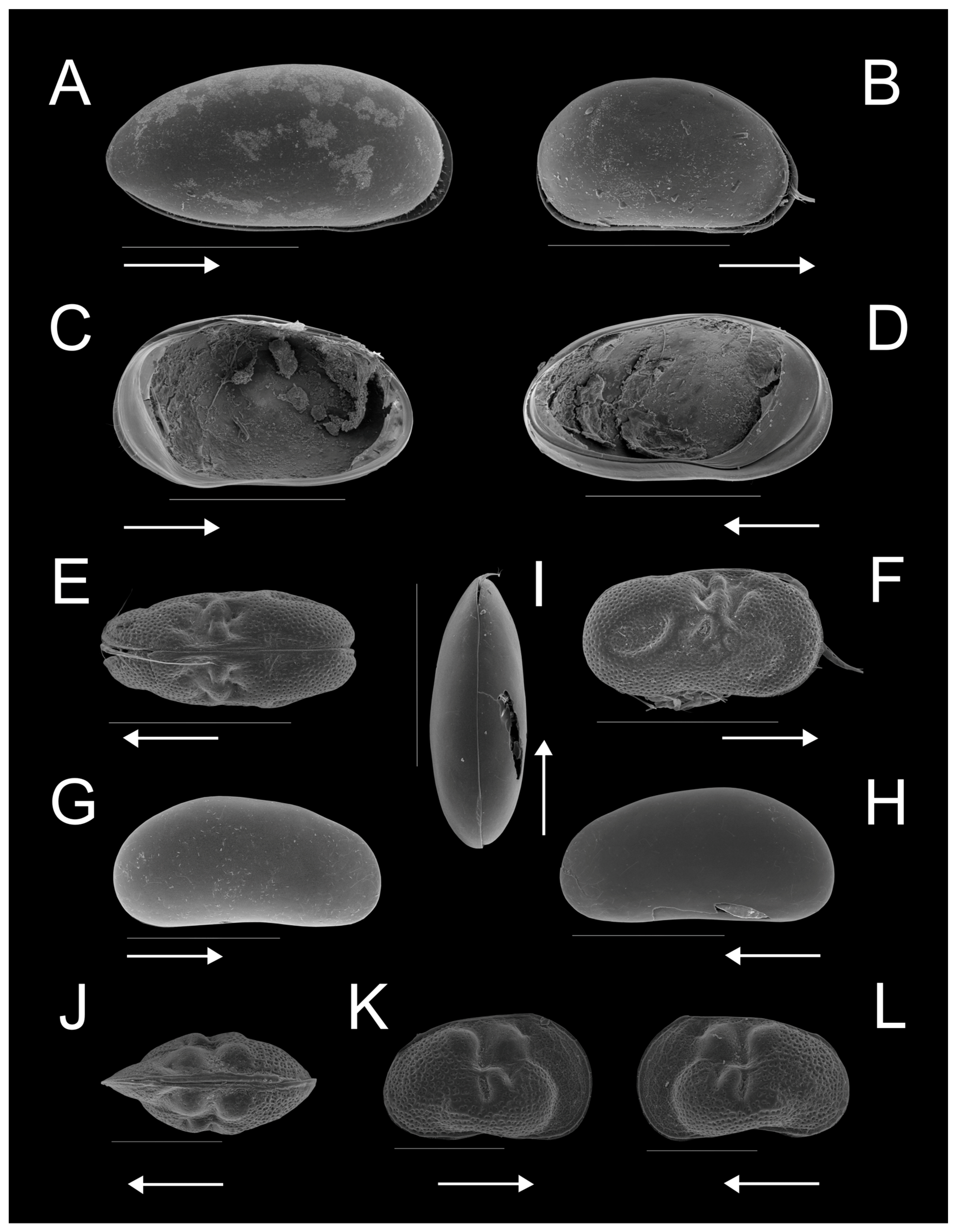Integrating Spatial, Bioclimatic, and Biotic Predictors of Ostracod ...