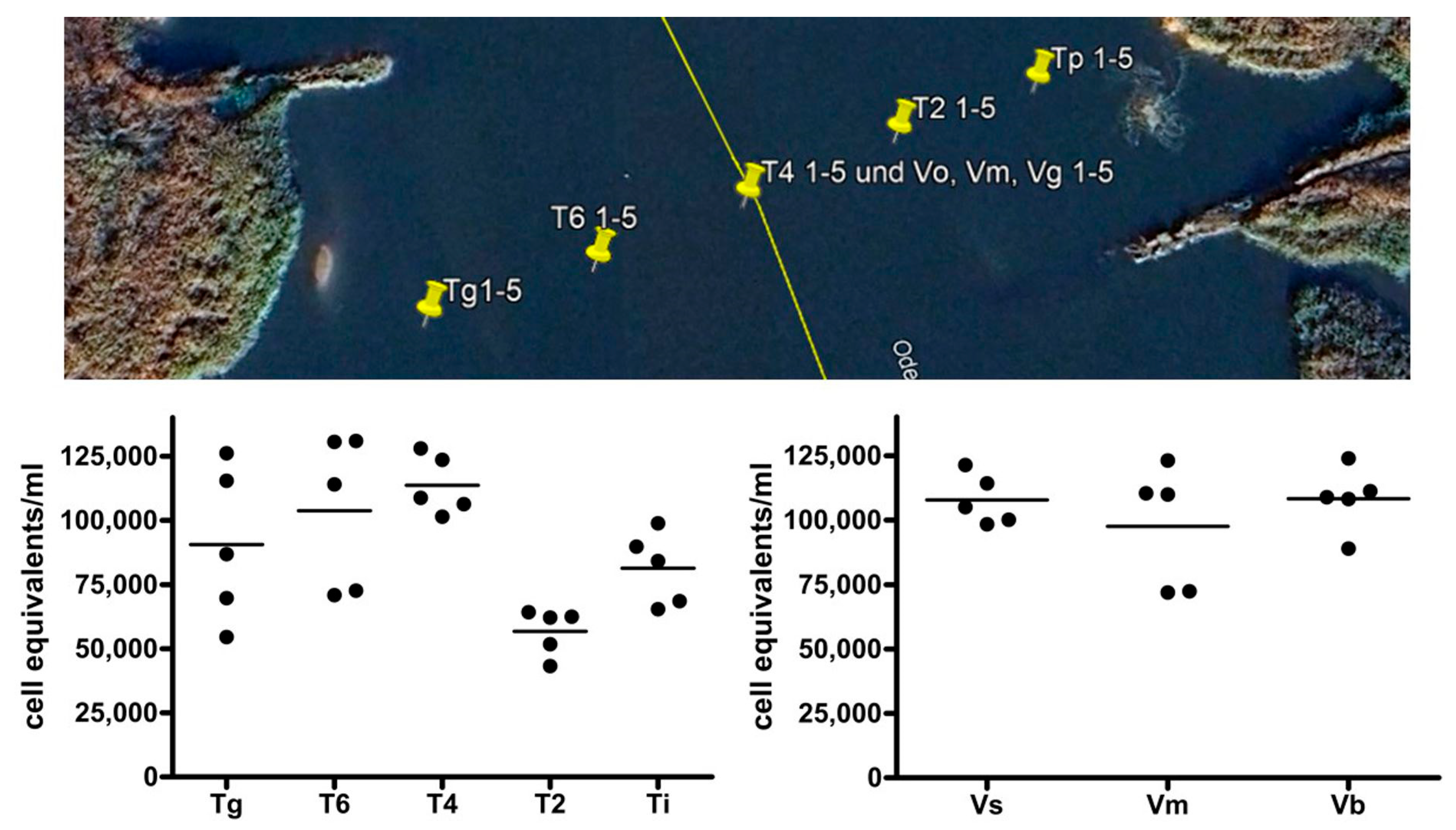 A High-Density Bloom of Prymnesium parvum with No Apparent Toxicity in ...