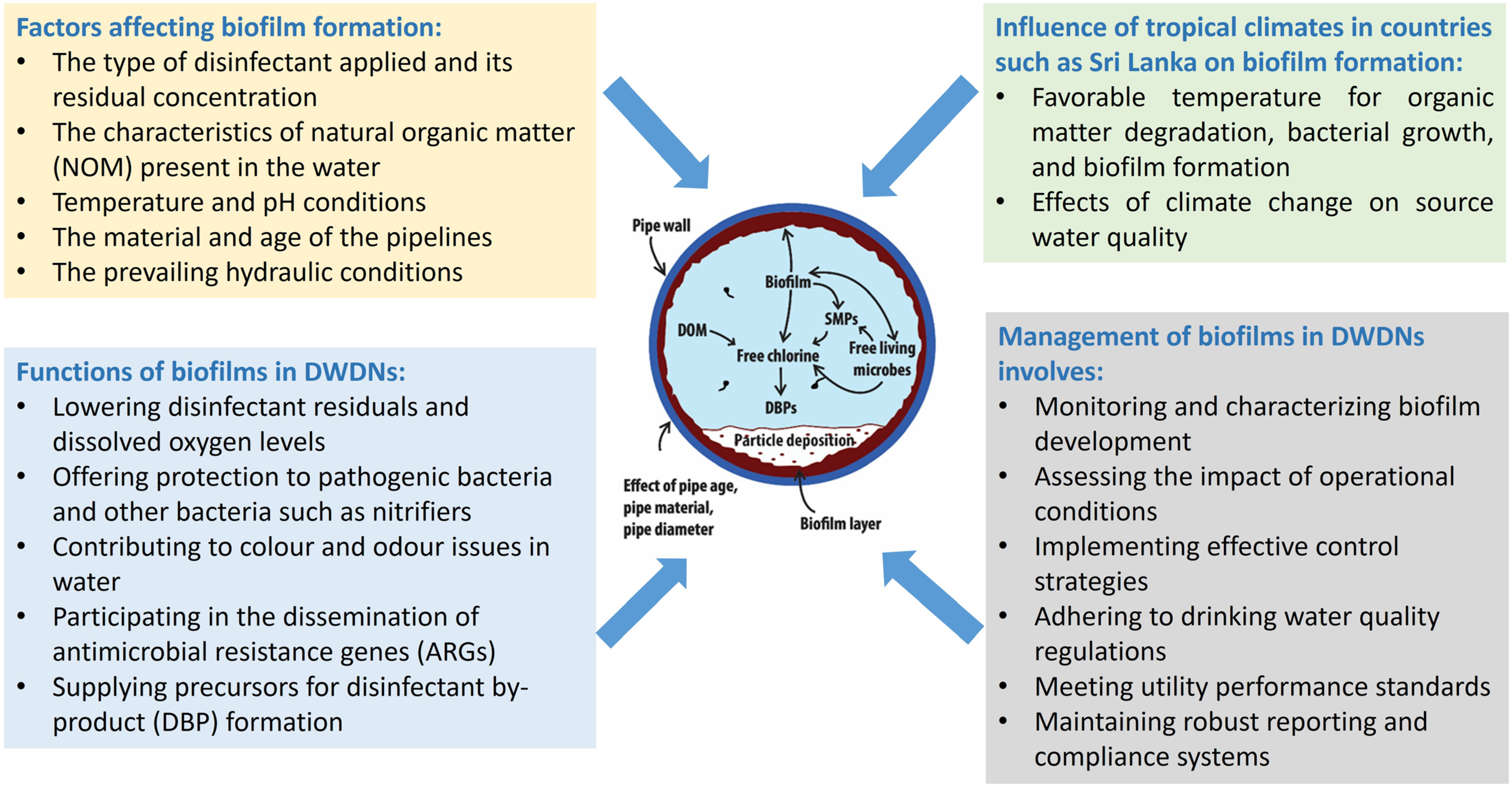 Biofilm Bacterial Communities in an Aging Chlorinated Drinking Water ...