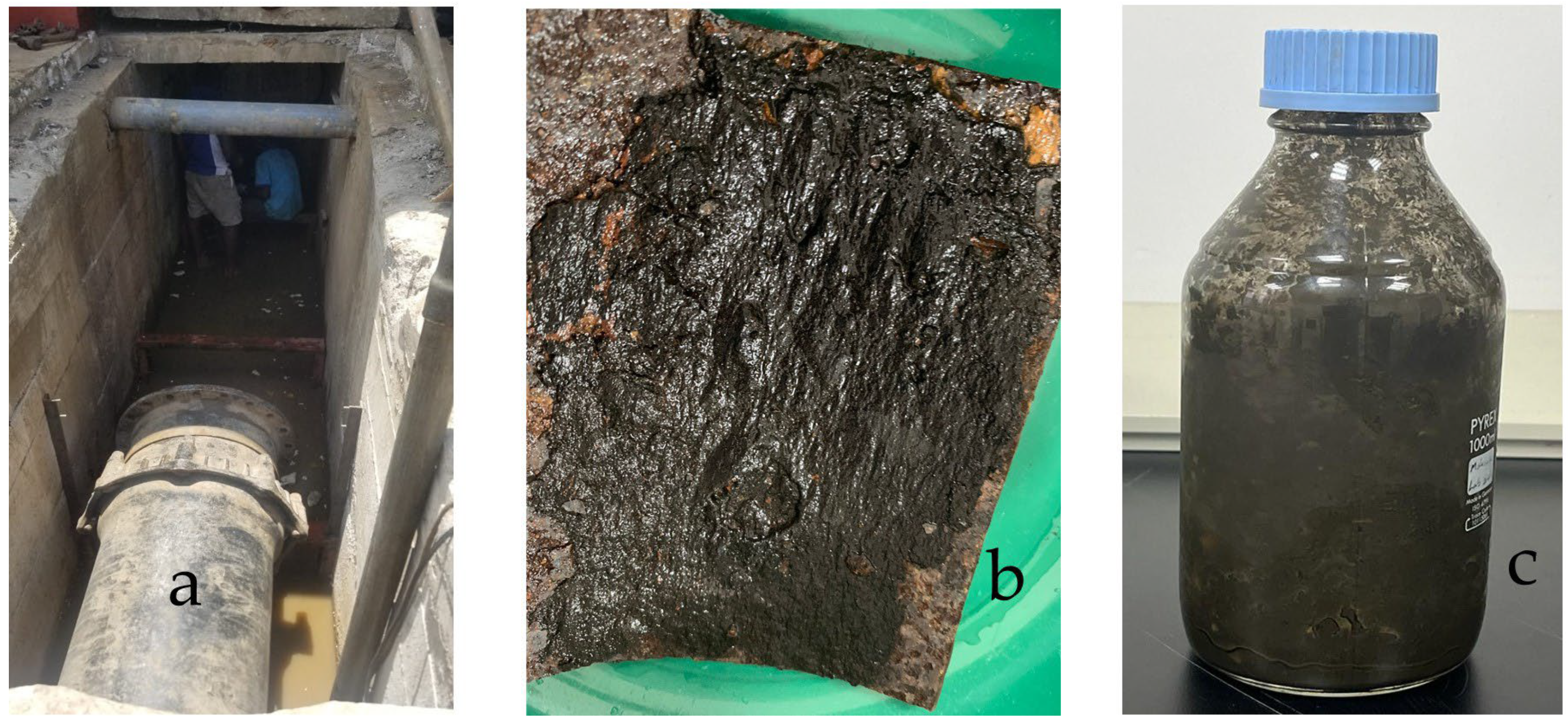 Biofilm Bacterial Communities in an Aging Chlorinated Drinking Water ...