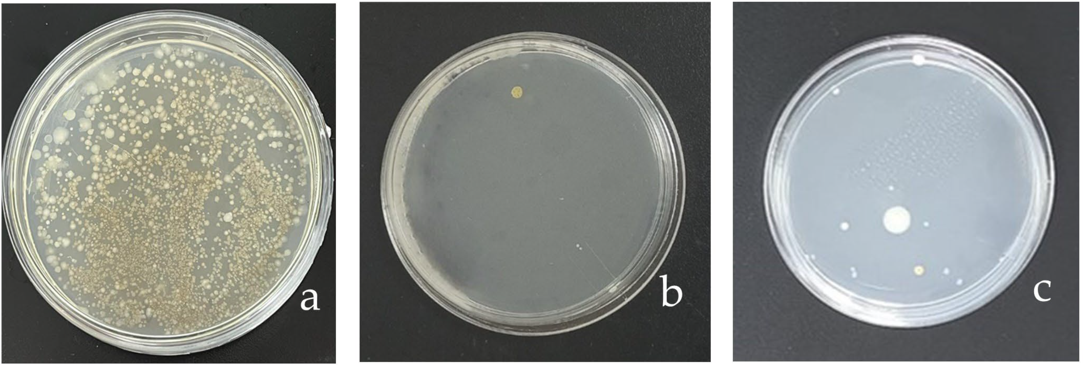 Biofilm Bacterial Communities in an Aging Chlorinated Drinking Water ...