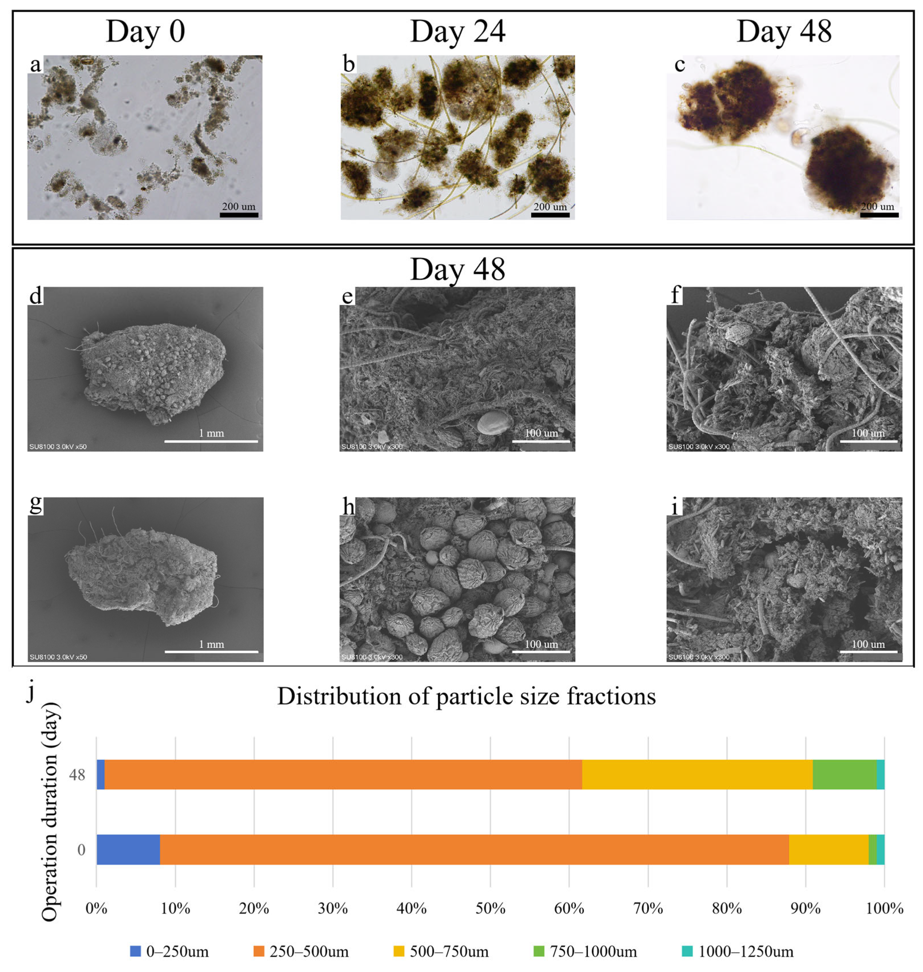 Microalgae-Driven Algal–Bacterial Granular Sludge with Chlamydomonas ...