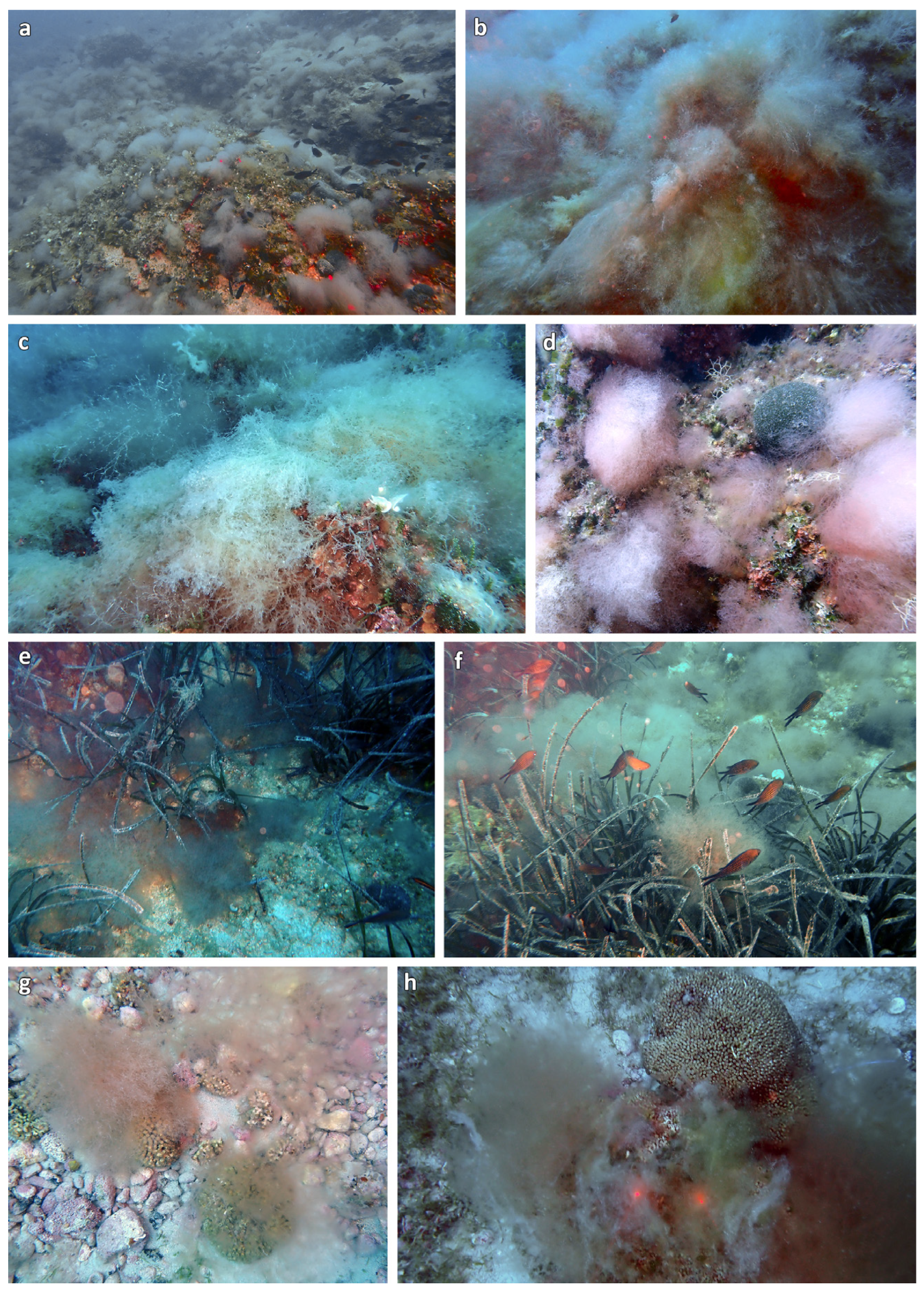Anomalous Proliferation of the Native Red Alga Dudresnaya verticillata ...