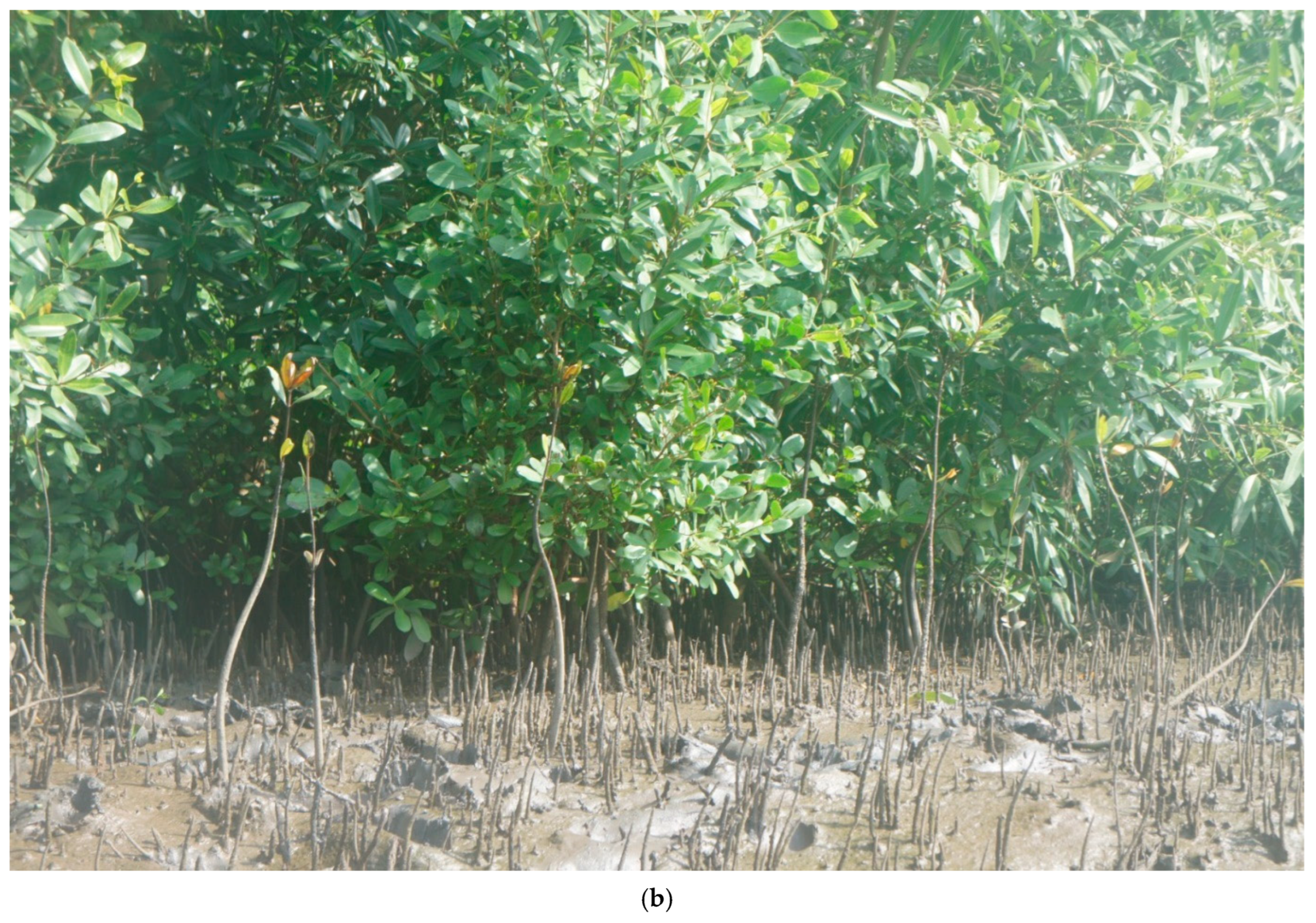 Mangrove Ecosystems: Importance, Threats and Opportunities for Restoration